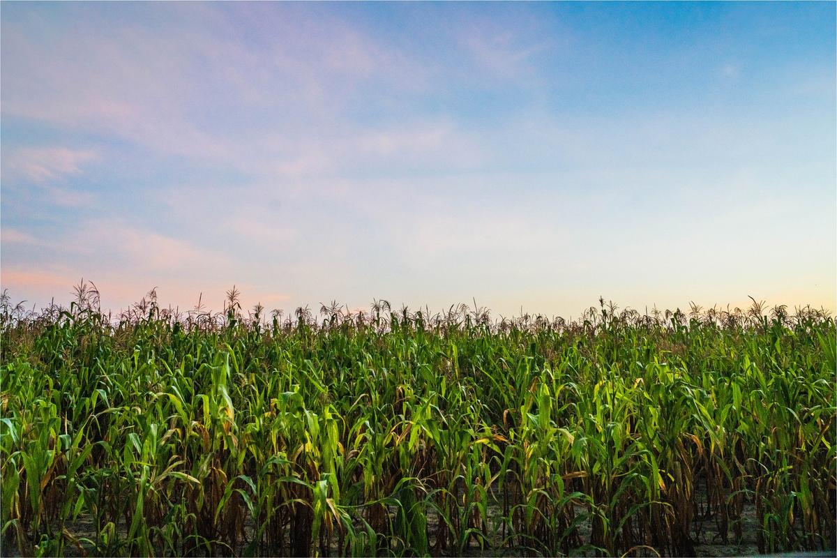 Merch – Marsh Hen Mill